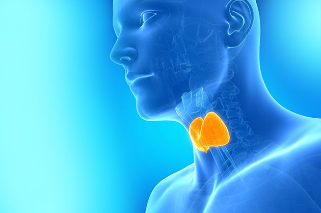 Microbiota intestinale e tiroide: ecco cosa sappiamo