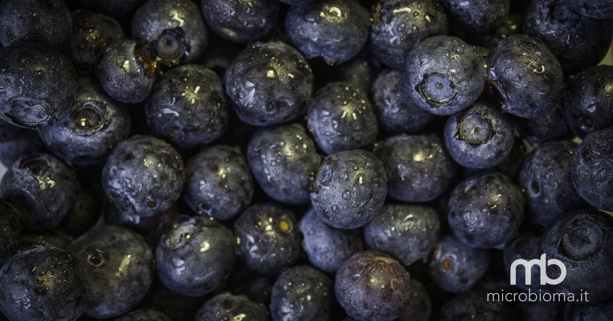 I flavonoidi modificano la composizione del microbiota intestinale