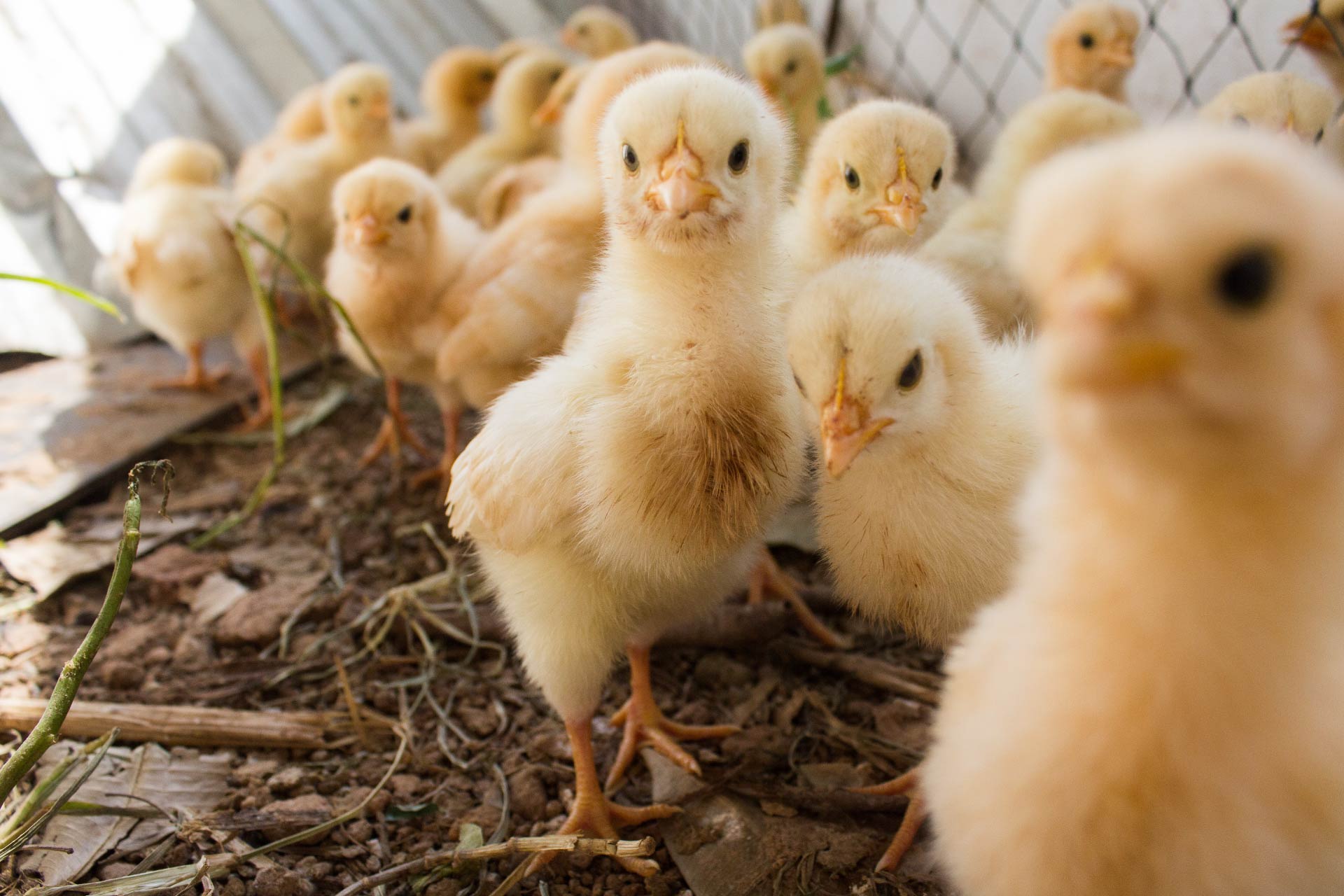 L’efficienza alimentare dei pulcini dipende dal microbioma ciecale