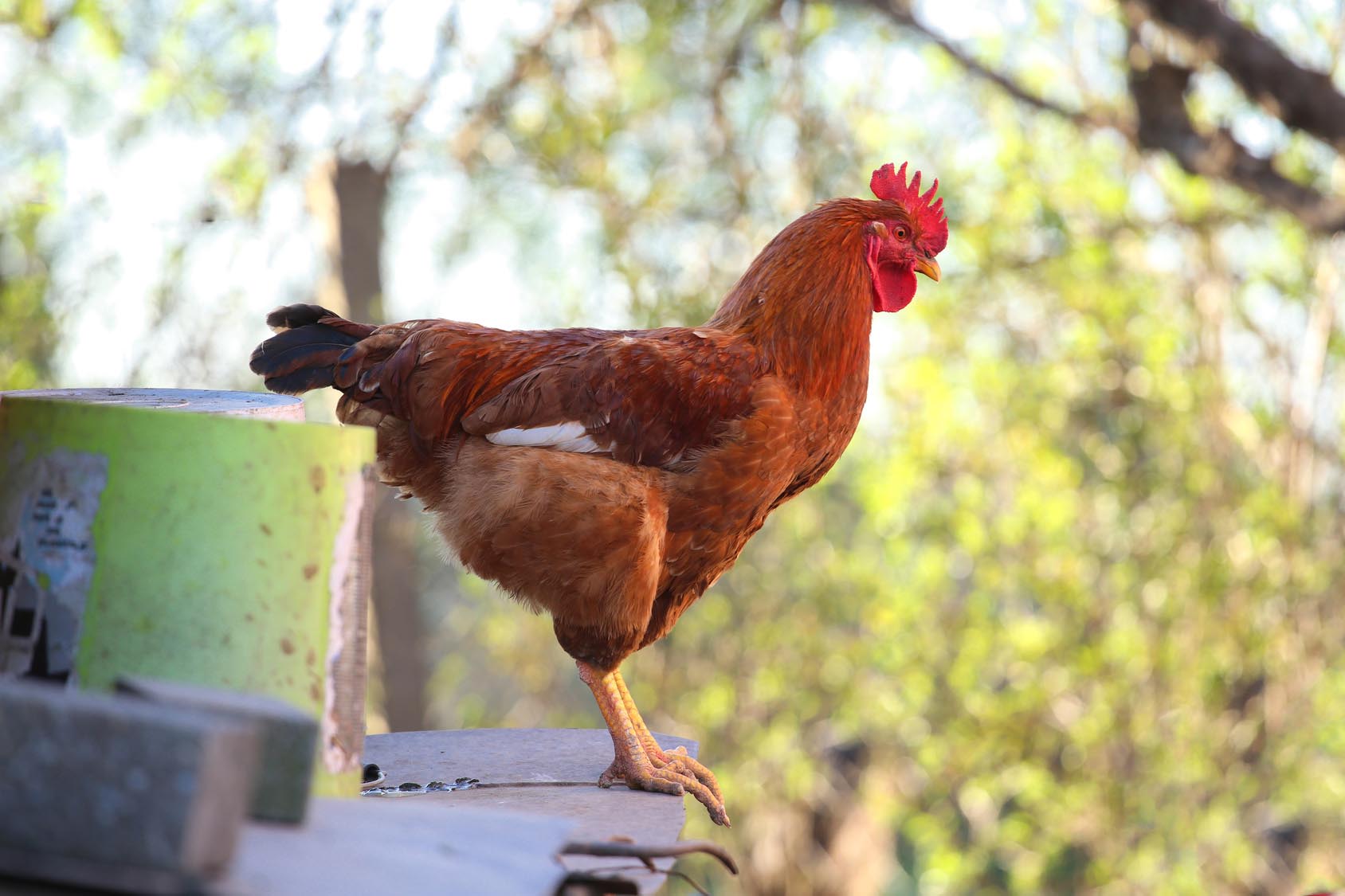 Ecco come additivi fitogenici e cereali modificano il microbioma dei polli
