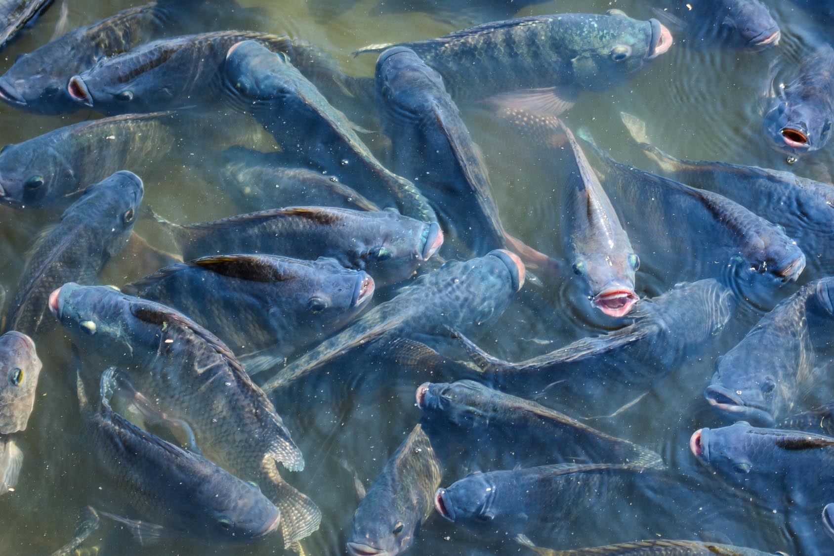 Allevamenti ittici: studiare il microbioma per migliorare la qualità ...