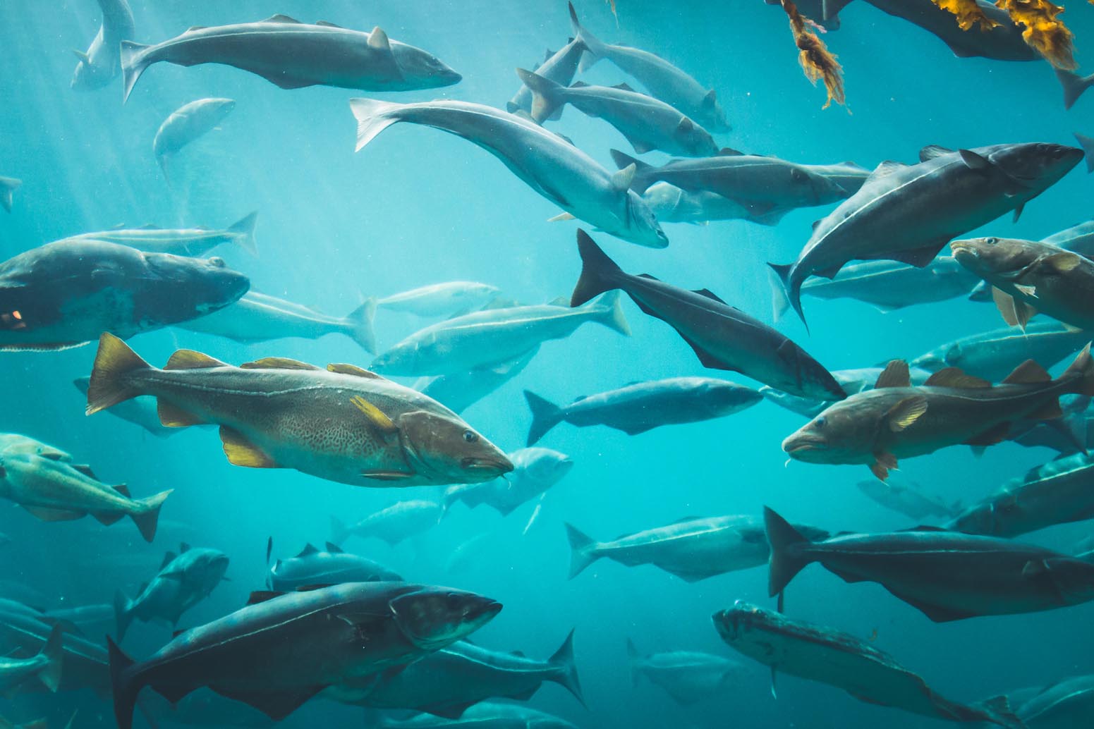 Caratterizzato per la prima volta il microbiota intestinale del ...