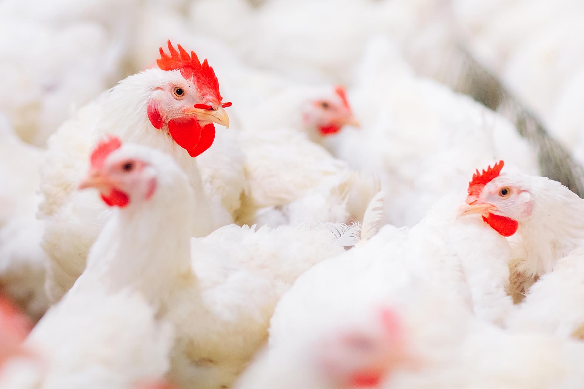 Studiare il microbiota intestinale dei polli per migliorare lo stato di ...