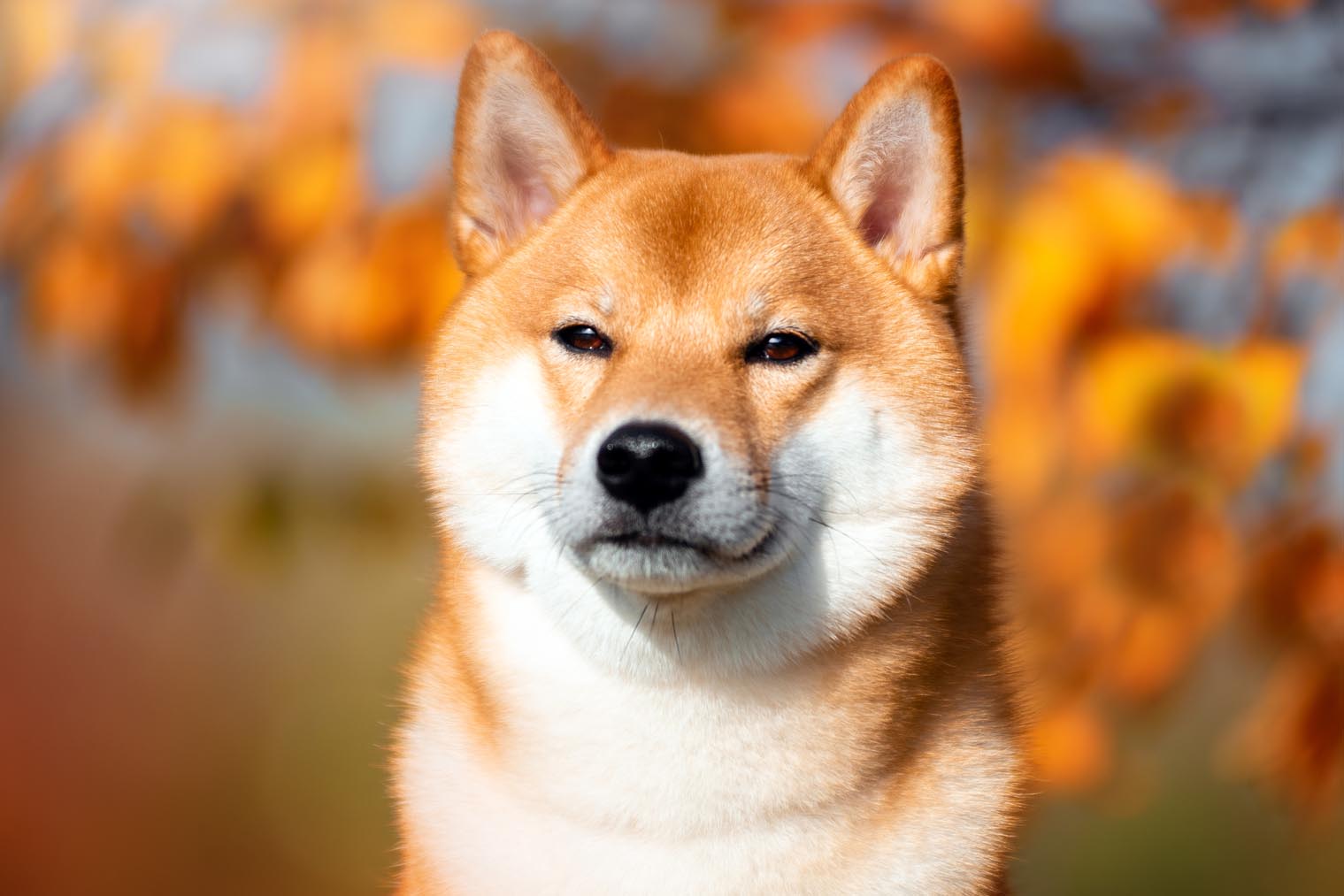 Microbiota intestinale del cane: studio italiano rivela tassonomia e ...