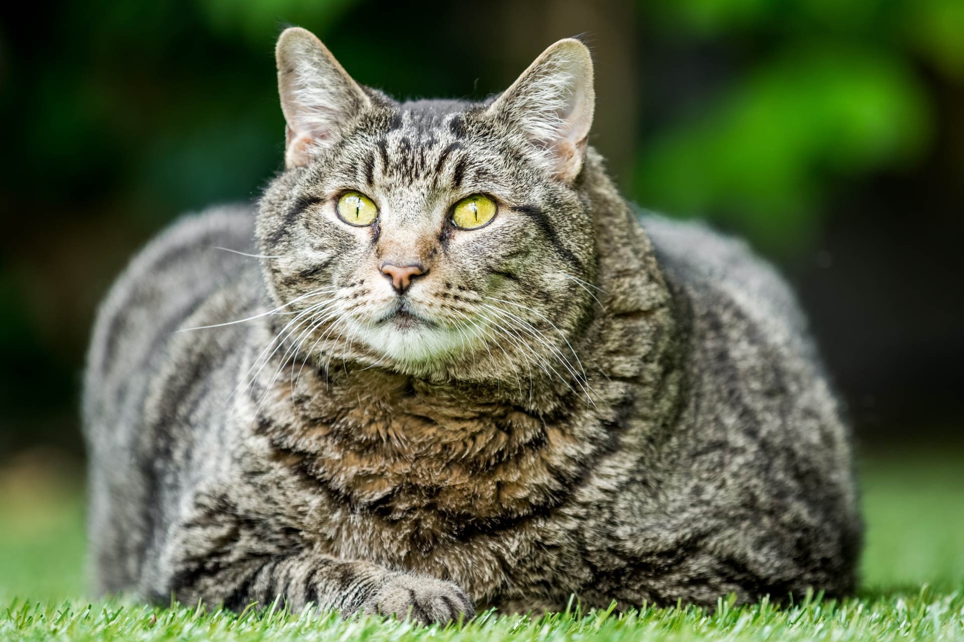 Dieta dimagrante per i gatti obesi: quali effetti sul microbiota ...