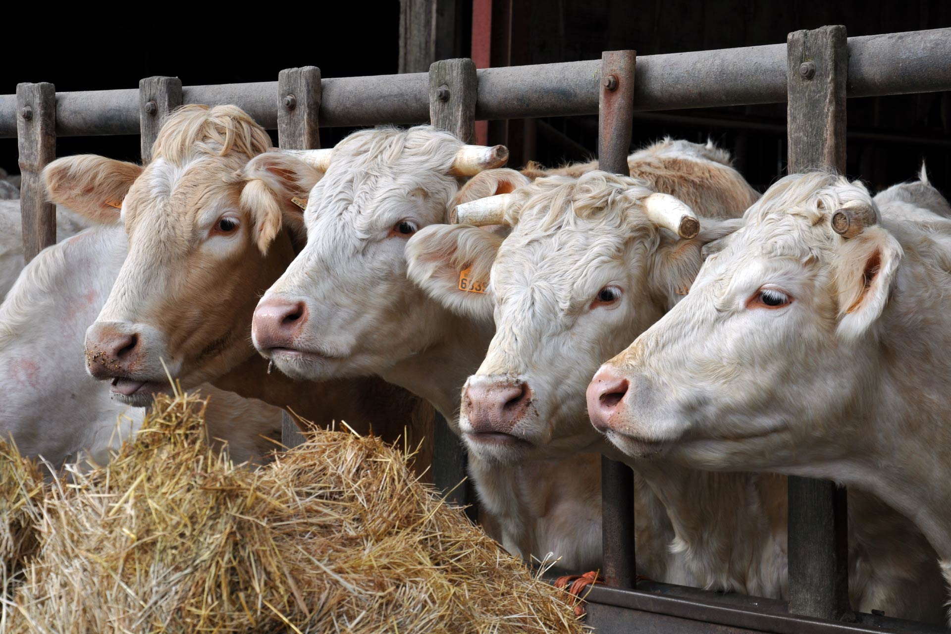 Bovini: la dieta modifica il microbiota intestinale anche attraverso ...